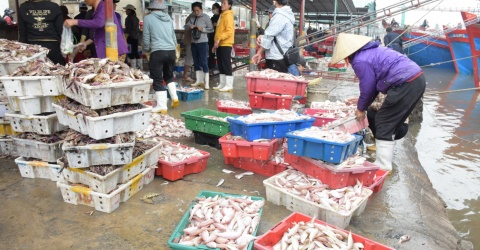 Nghê An: Ngư dân trúng đậm cá Cơm, cá Trỏng thu tiền tỷ đầu năm mới