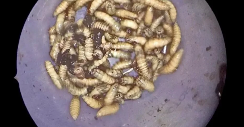 150 con giòi sống trong mũi người đàn ông