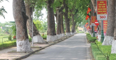 Chiêm ngưỡng hàng cây xà cừ cổ thụ trên quê hương Bác