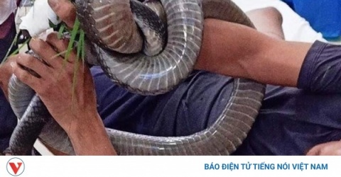 Cứu sống cụ ông 70 tuổi bị rắn hổ đất cắn vào tay, chân