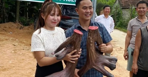 Độc đáo cặp nhung nai "khủng" ở Nghệ An giá gần 100 triệu đồng