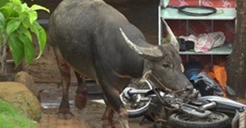 "Trâu điên" lao vào nhà dân húc 3 người bị thương