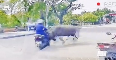 VIDEO: Trâu "điên" tr.u.y s.á.t người phụ nữ đi xe máy trên đường