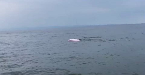 VIDEO: Cá heo trắng quý hiếm tung tăng bơi lội trên vùng biển Đồ Sơn